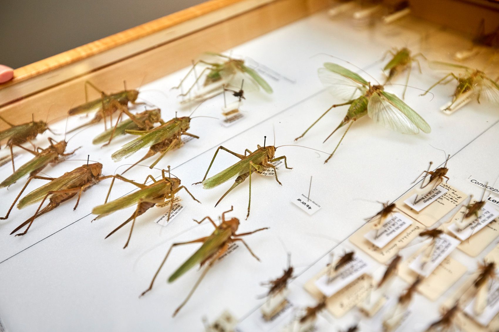 Insect Week - Culture on Call