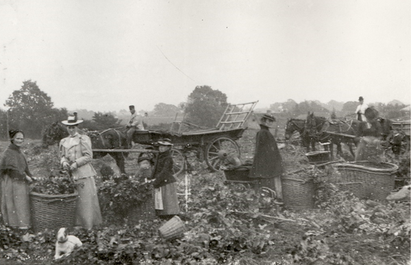 Hop picking in Hampshire