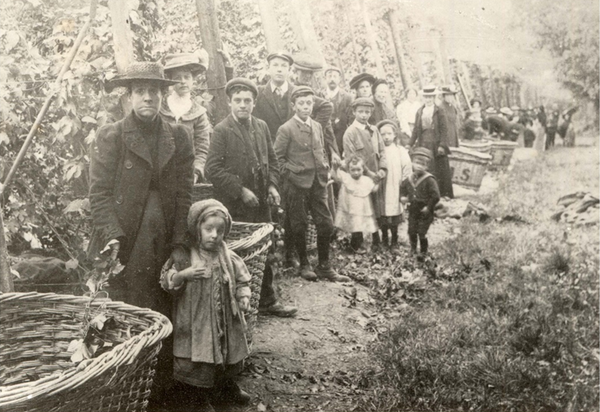 Hop picking in Hampshire